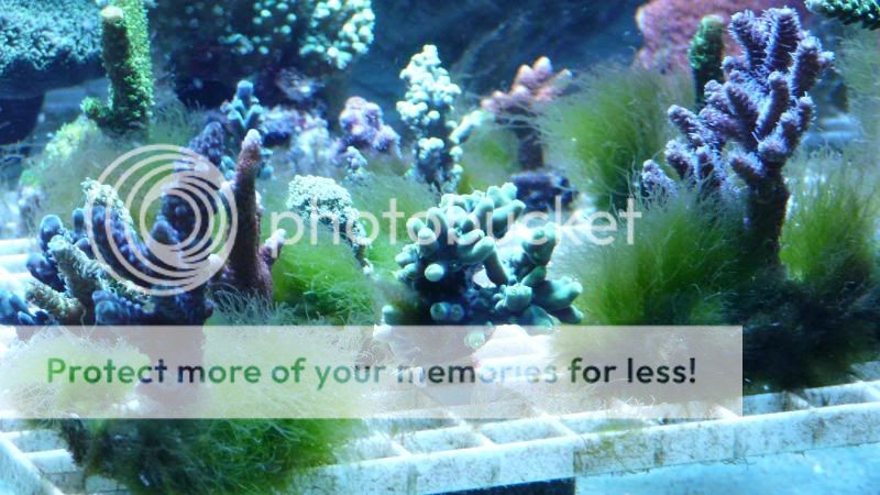 White Egg crate problems....Help if you can! | Reef2Reef