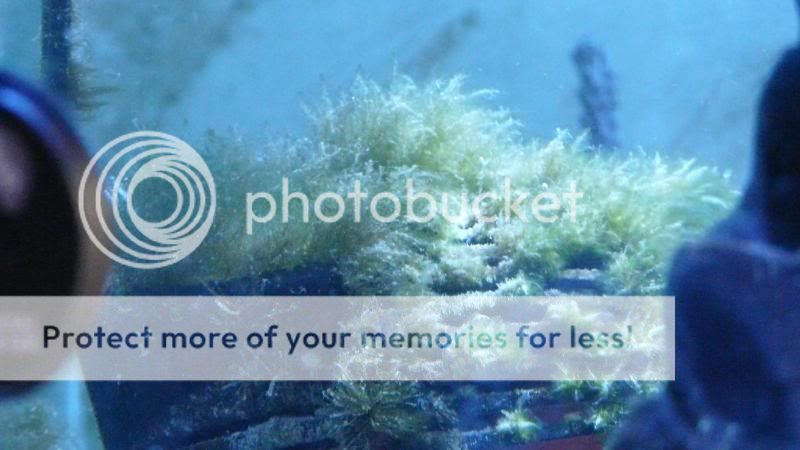 White Egg crate problems....Help if you can! | Reef2Reef