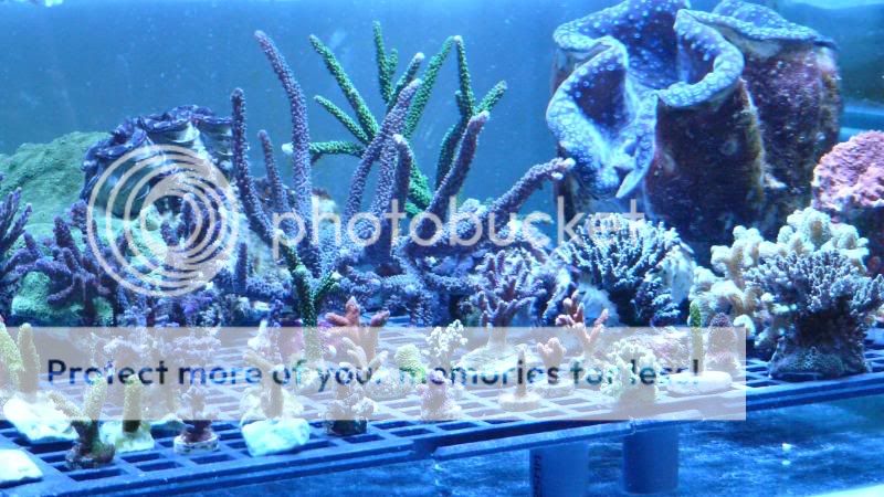 White Egg crate problems....Help if you can! | Reef2Reef