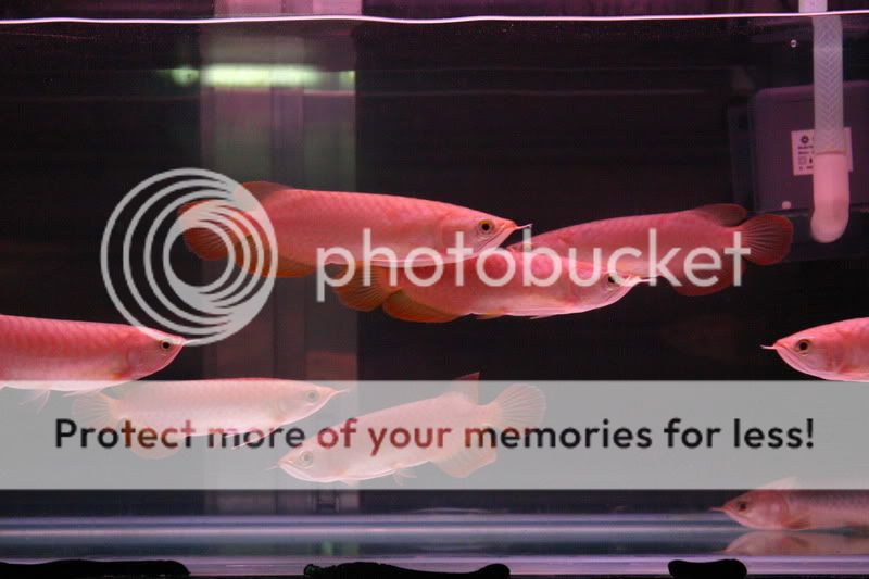 Merlion Banjar Red Aros:) | MonsterFishKeepers.com