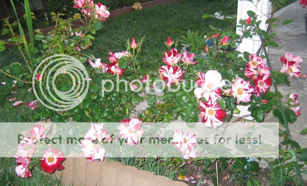 Best Repeat Blooming Climbing Roses at Jayden Nobbs blog