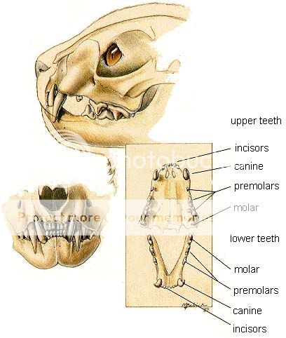 How to brush cat's teeth guide | Cat Forum