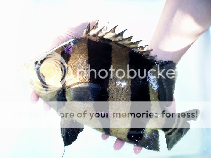 Jumbo Sizes Siamese Tiger Fish Just Arrived! | MonsterFishKeepers.com